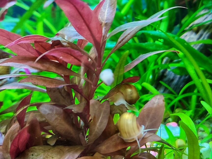 Улитки аквариумные Ампулярии молодые