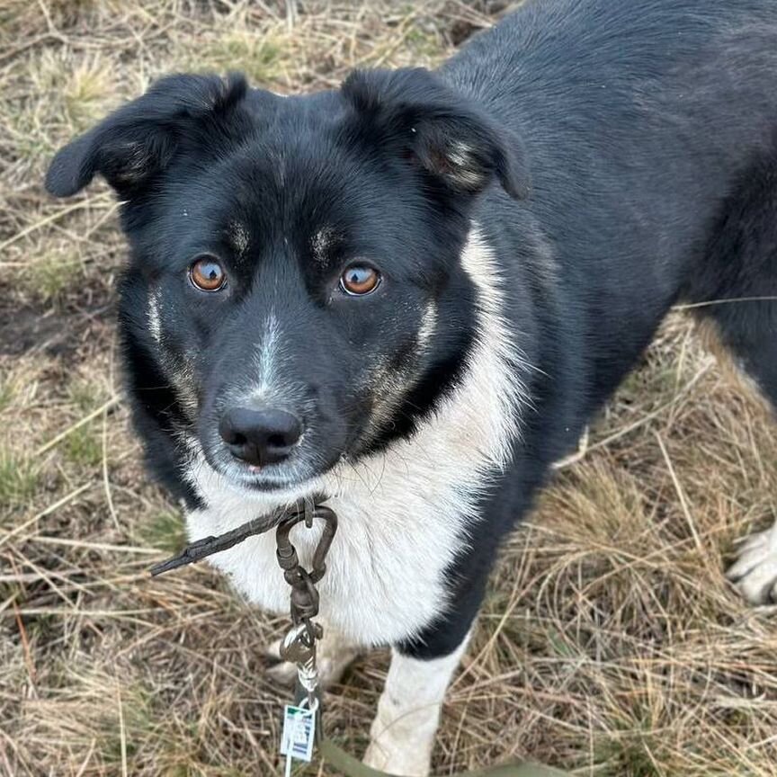 Взрослая собака в добрые руки
