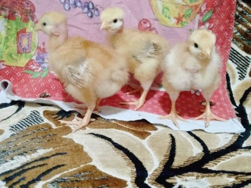 Цаплята голошейка рыжая