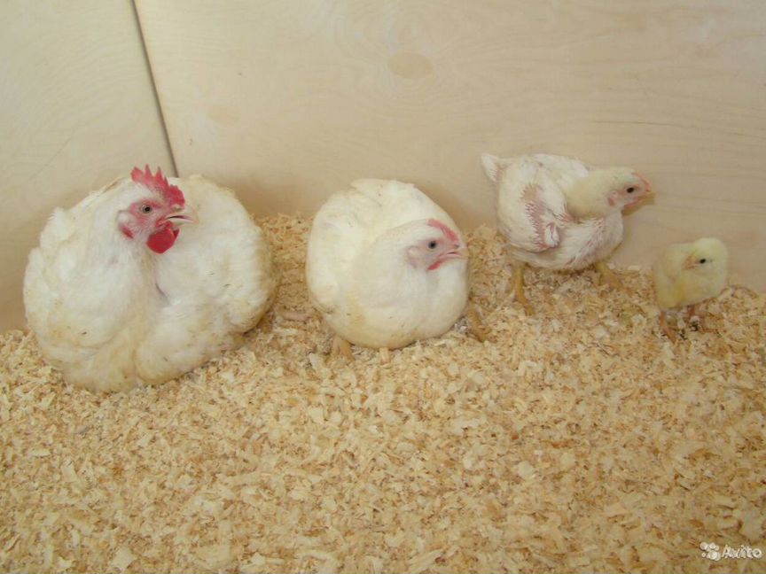 Цыплята бройлерные