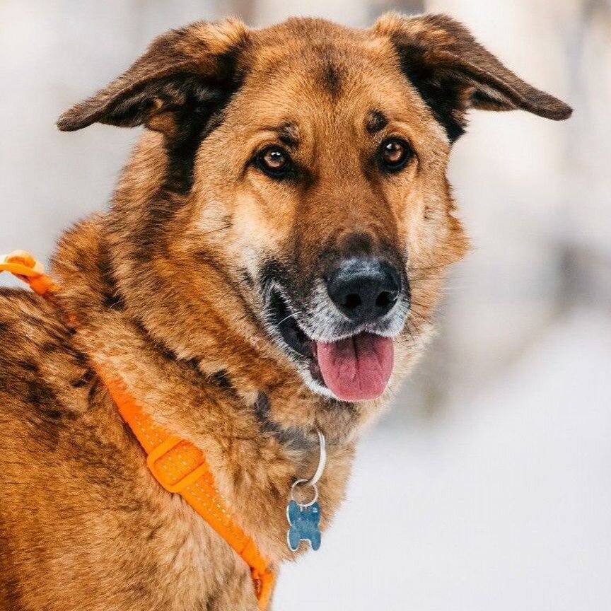 Взрослый пёс в добрые руки