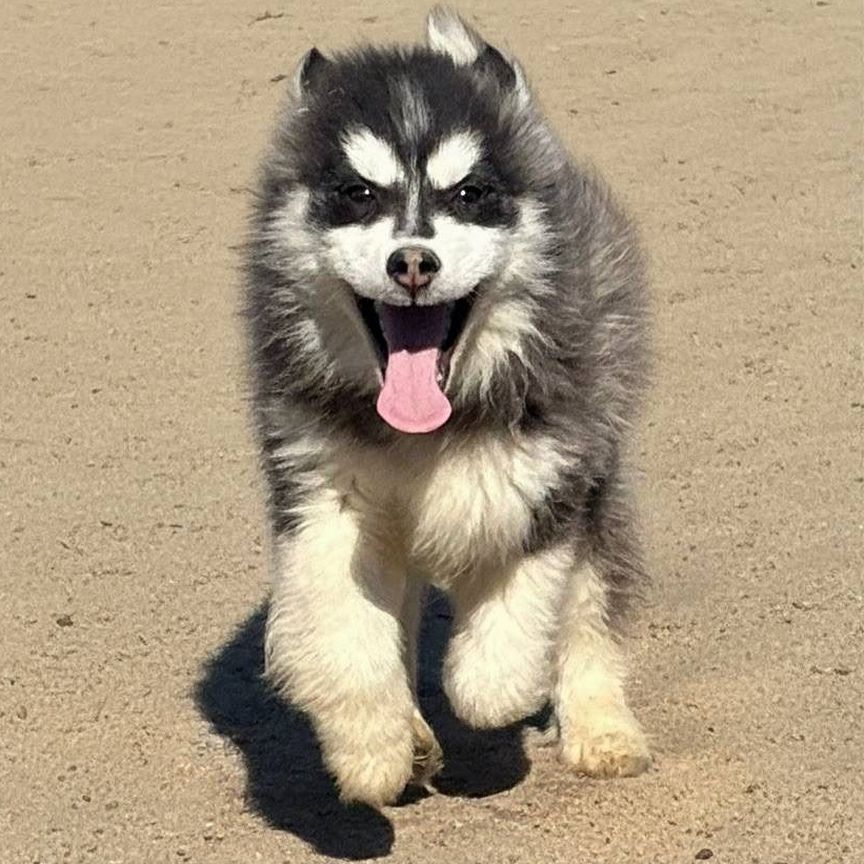 Помски, щенок