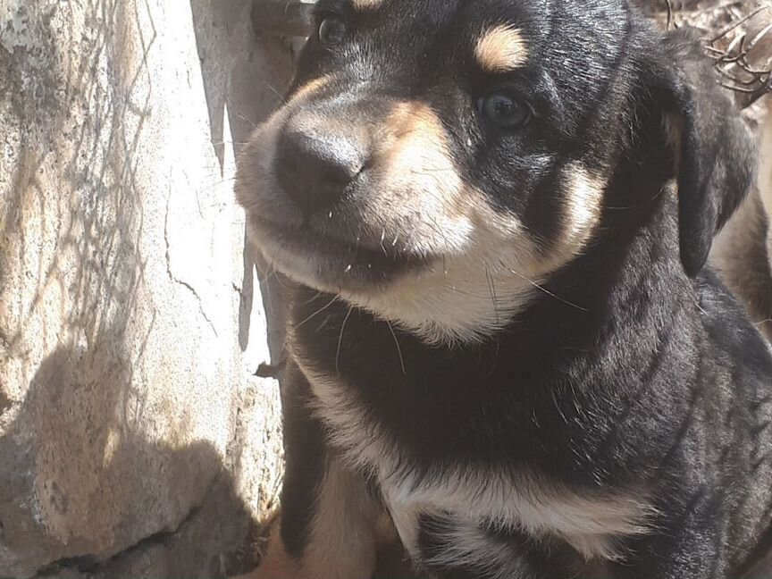 Щенки красивые