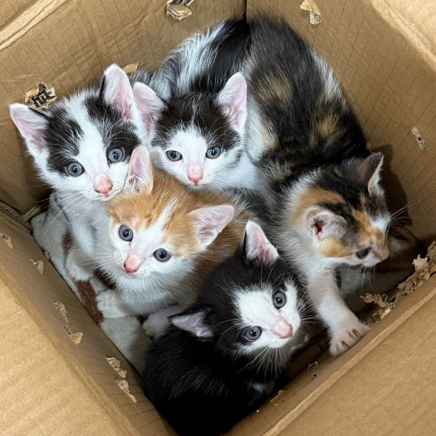 Котята в добрые руки