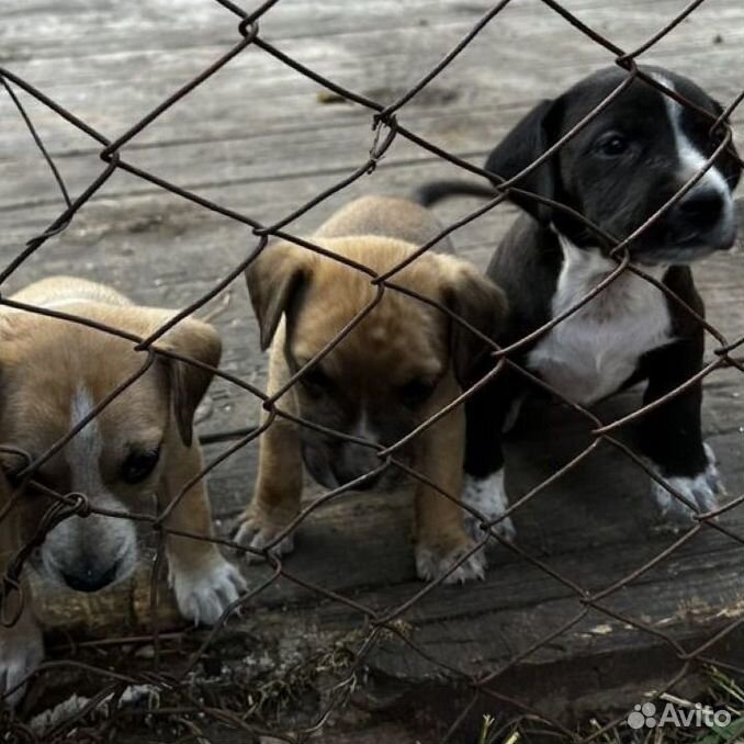 Щенки мама амстаф