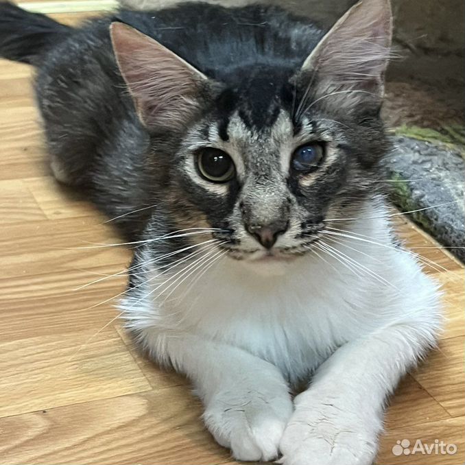 Котик мальчик Веня 11 мес