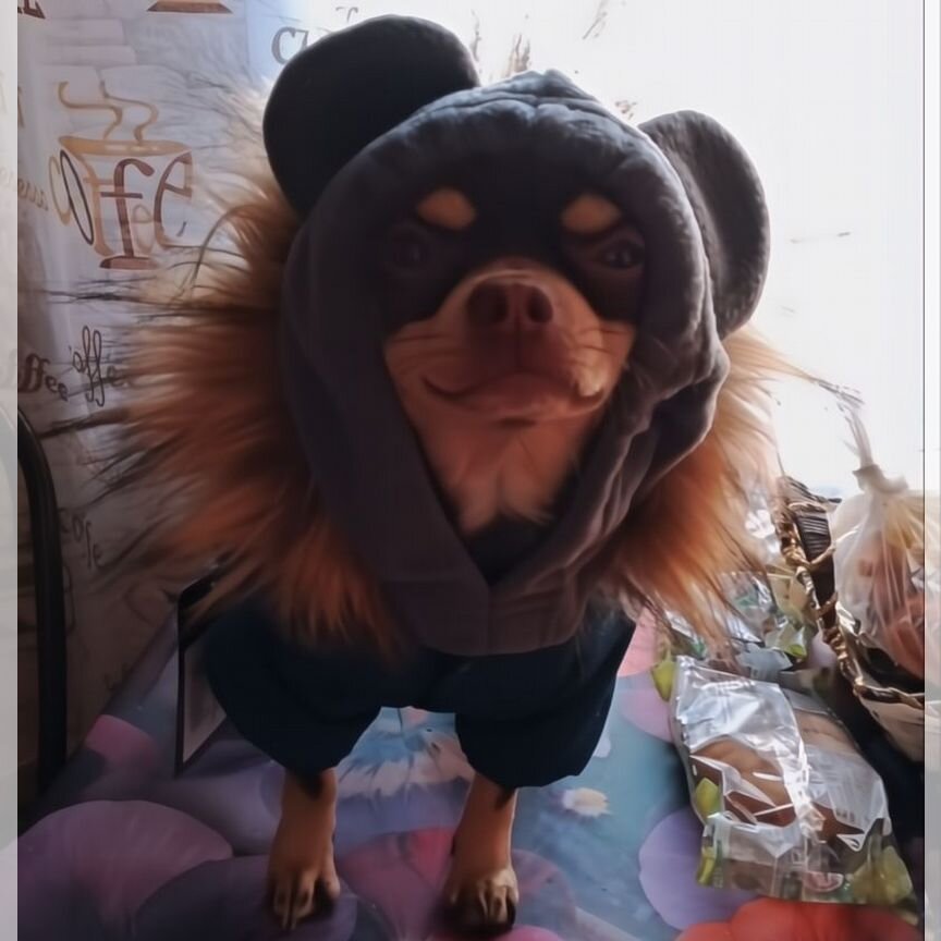 Чихуахуа, щенок