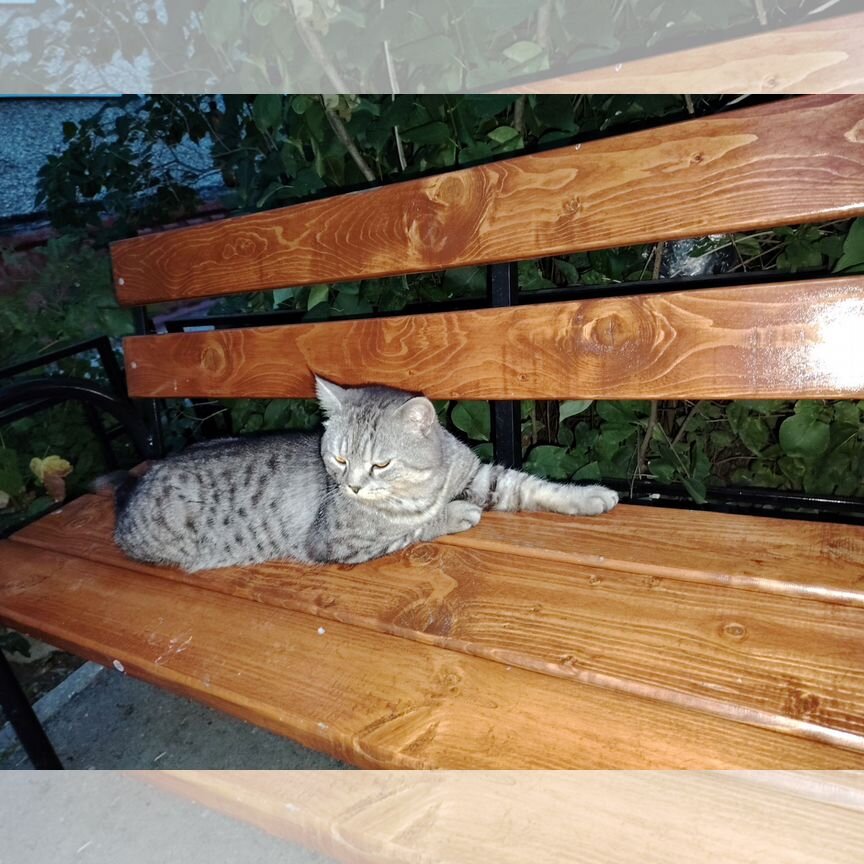 Скоттиш страйт настоящий кот