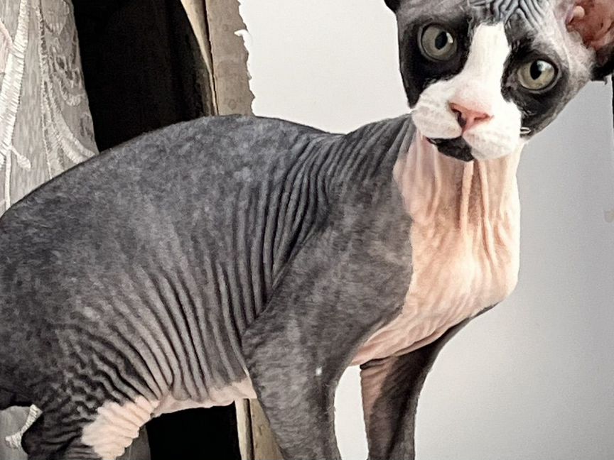 Канадский сфинкс кошка
