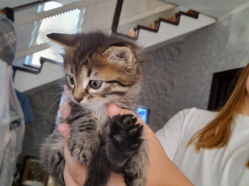 Сибирская кошка