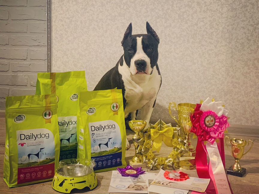 Американский Стаффордширский терьер для вязки