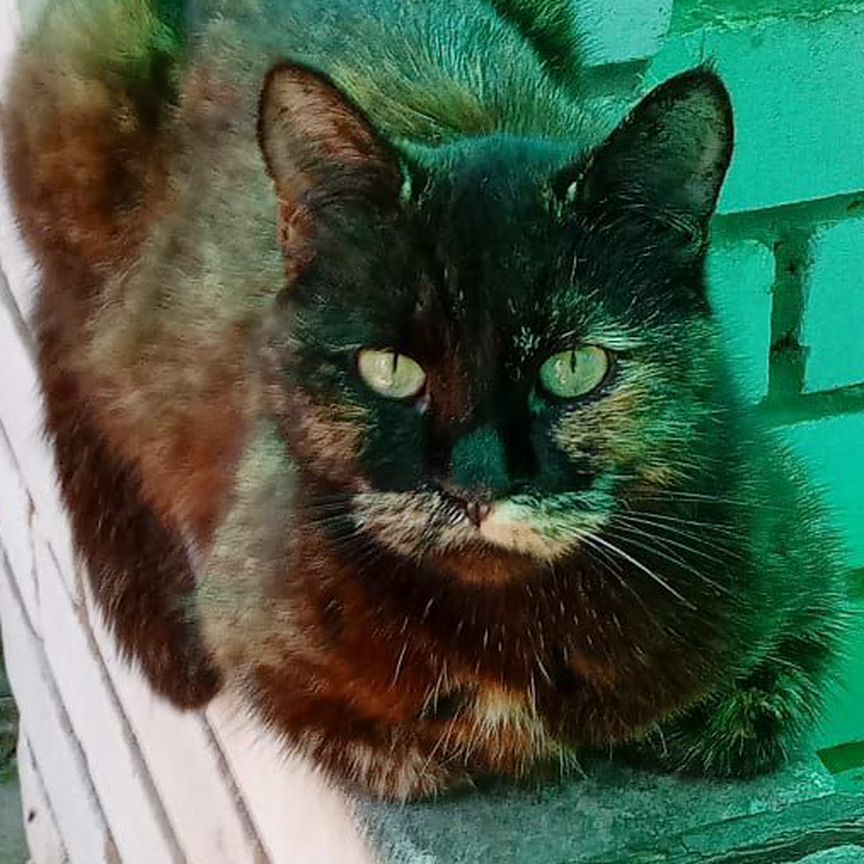 Кошки
