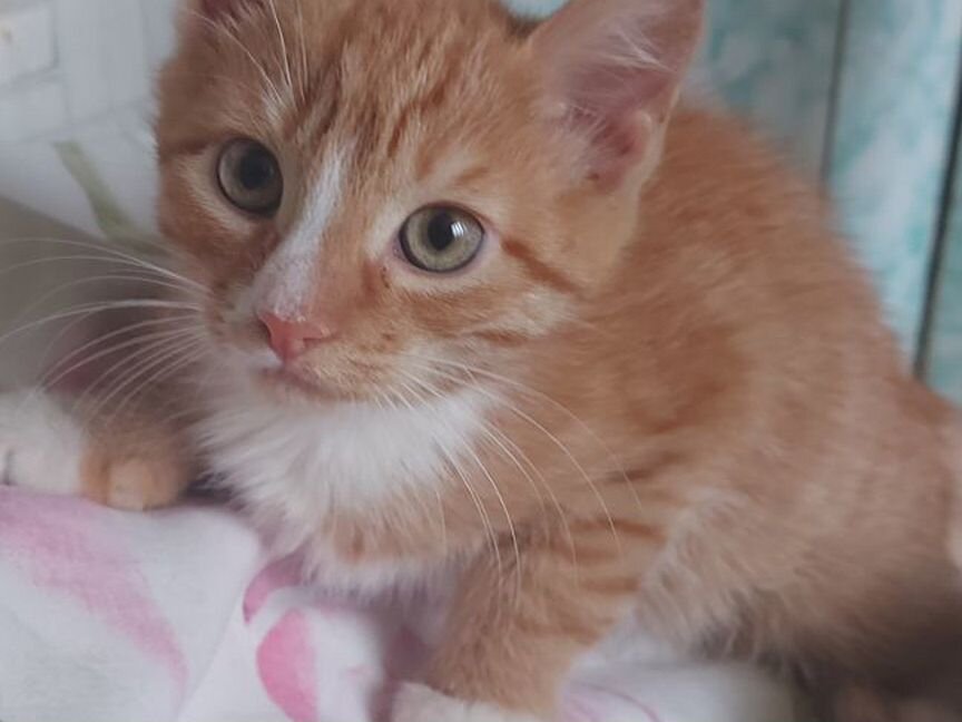 Котёнок Зевс