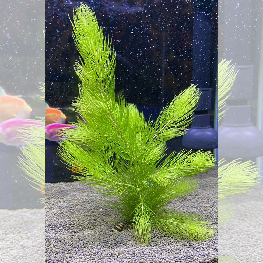 Роголистник