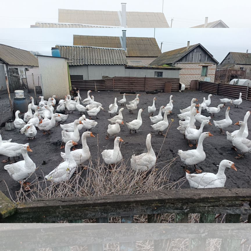 Домашняя мясо птицы Гуси, утка мулард, индоутка