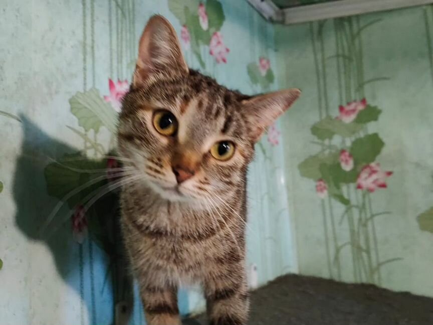 Ласкучая киска Анфиска из приюта ищет семью