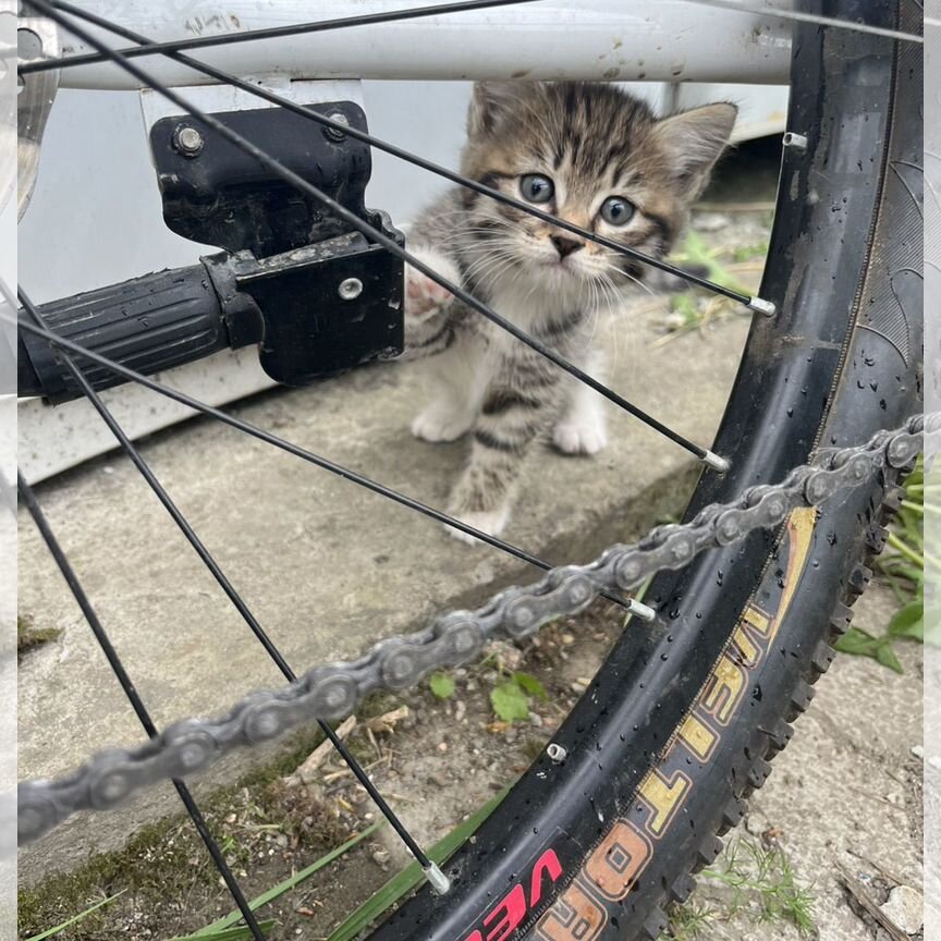 Котёнок в добрые руки