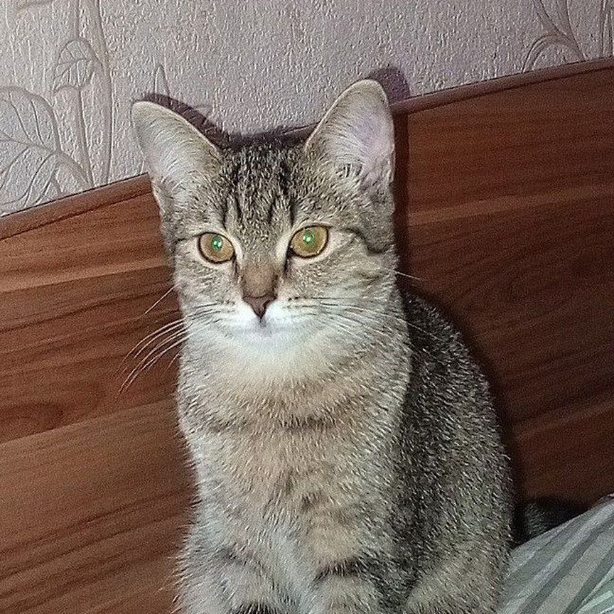 Отдам в добрые руки
