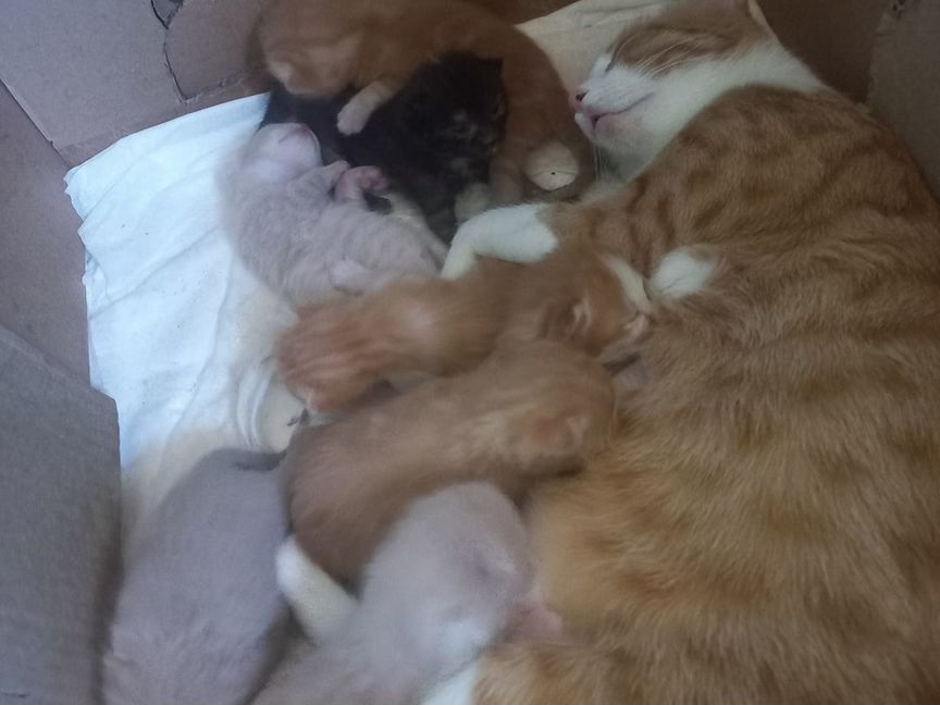 Котята в добрые руки бесплатно