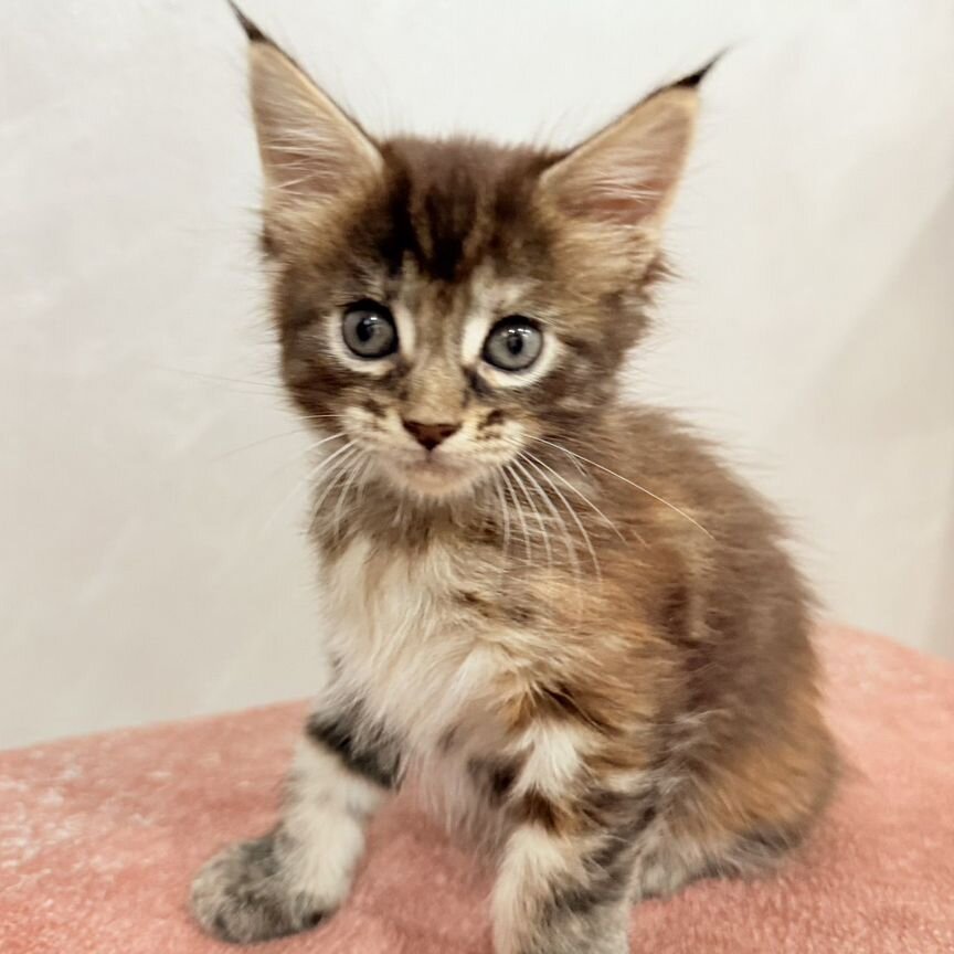 Мейн-кун котёнок