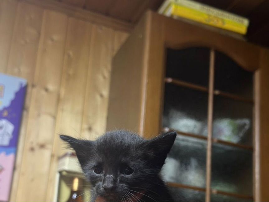 Котята полуориенталы