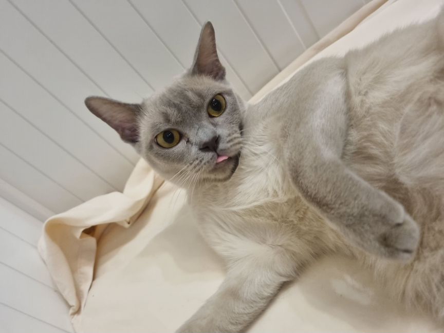 Бурманская лиловая красавица, 1 год