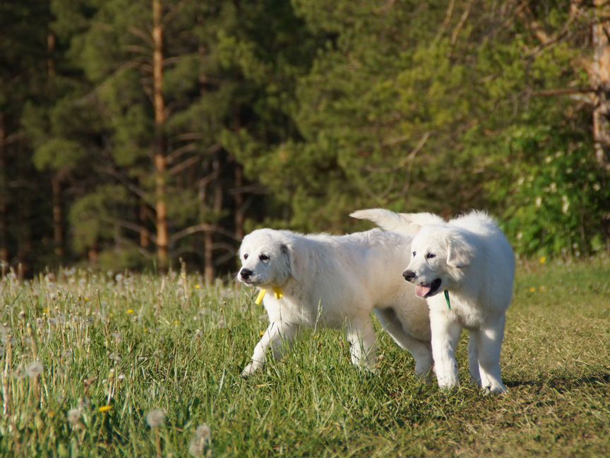 Щенки словацкого чувача
