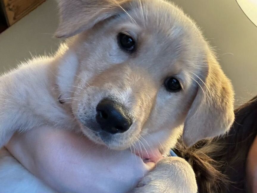 В добрые руки