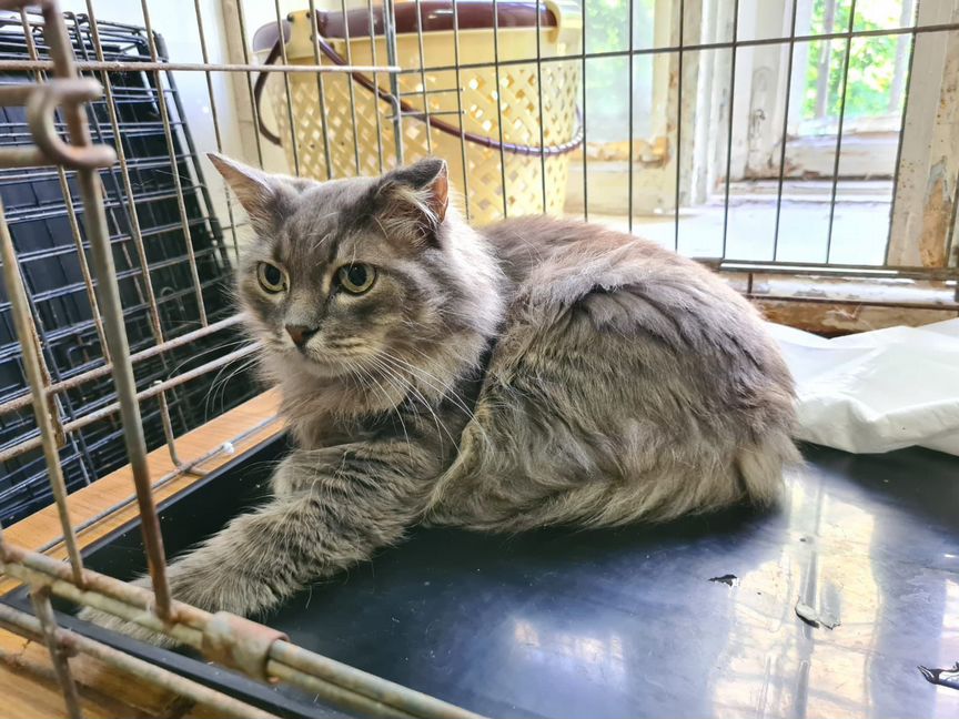 Кошка в добрые руки