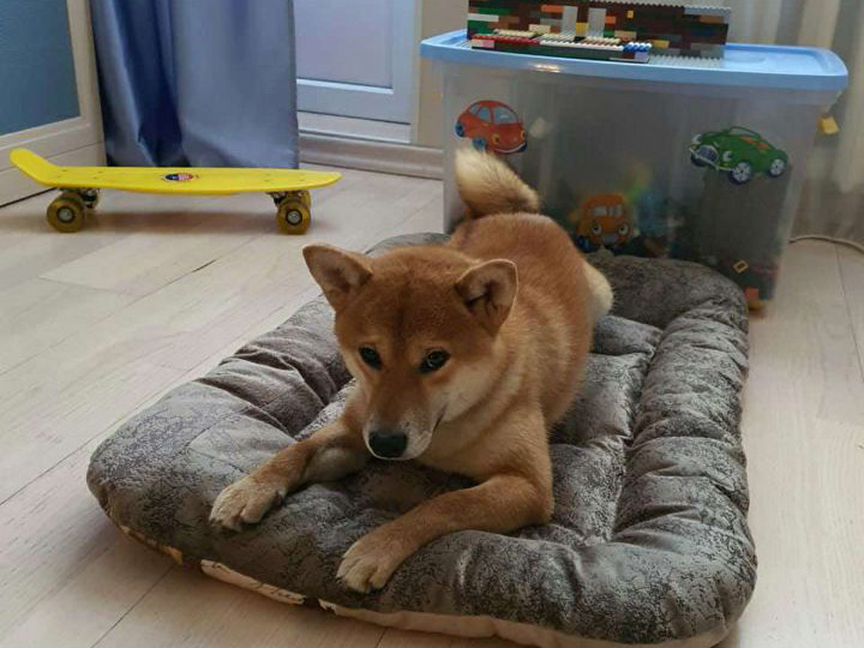 Лежанки для собак и кошек