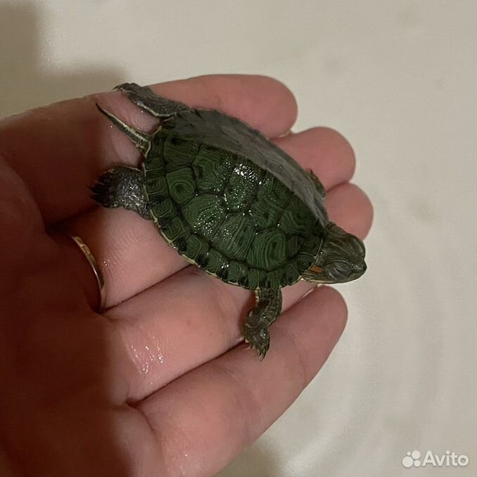 Красноухая черепаха маленькая
