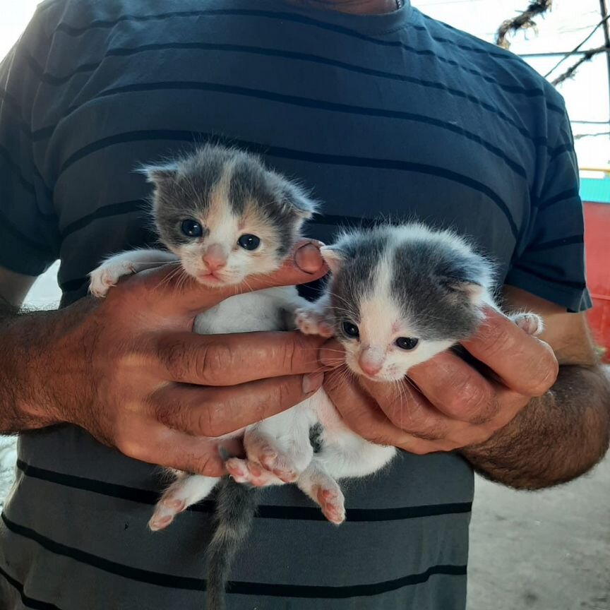 Котята
