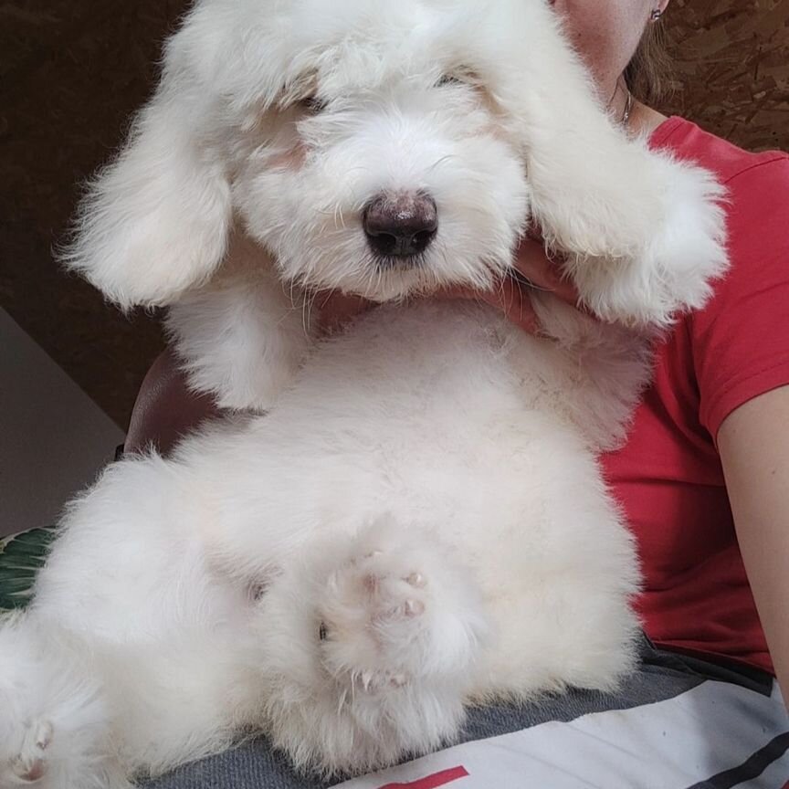 Белые медвежата