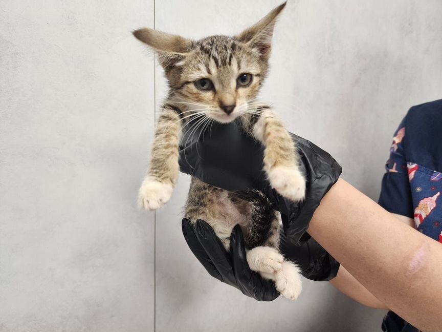 Котенок (3 месяца) в добрые руки