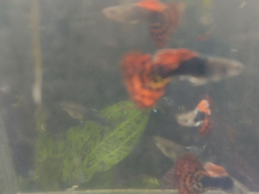 Рыба телескоп. Гуппи