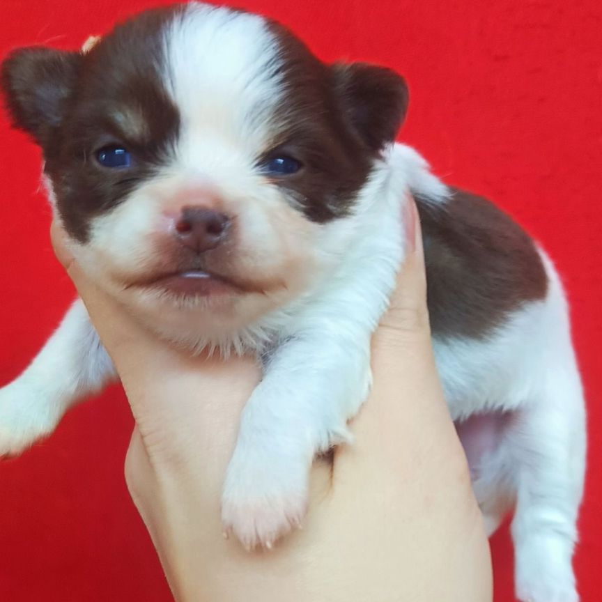 Чихуахуа девочка красотка длинношерстная