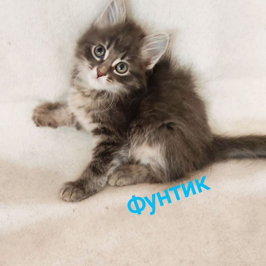 Очаровательные котята