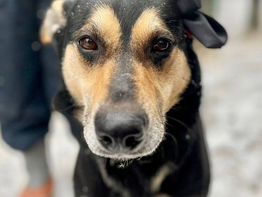 Собака грустит в приюте