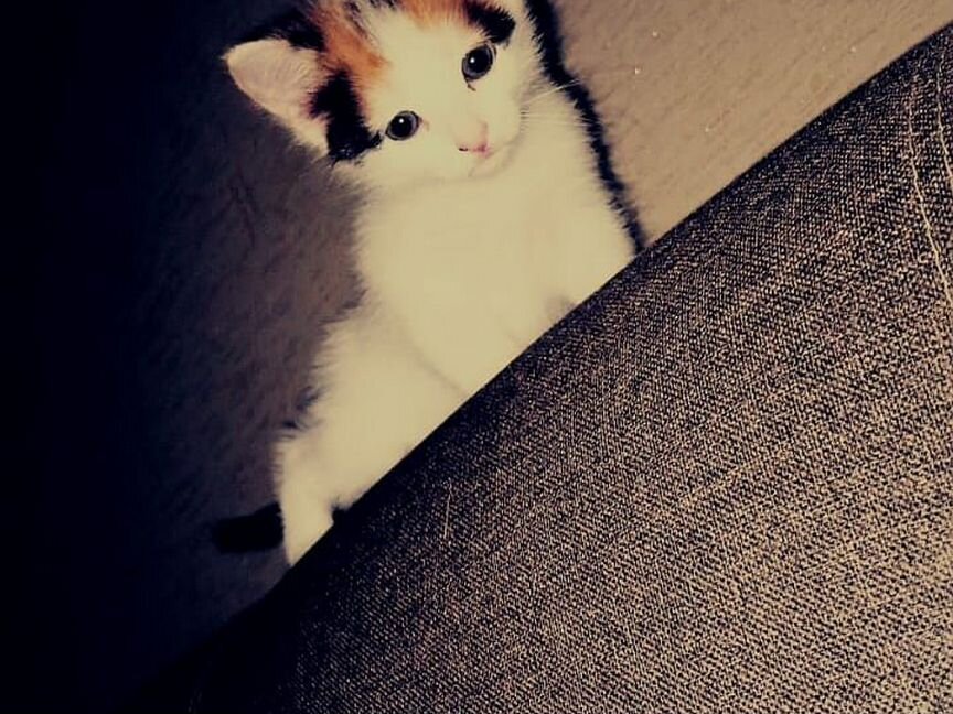 Кошка