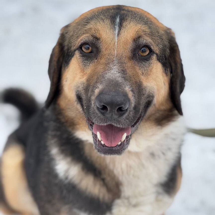 Настоящая красотка собака Донна. В приюте