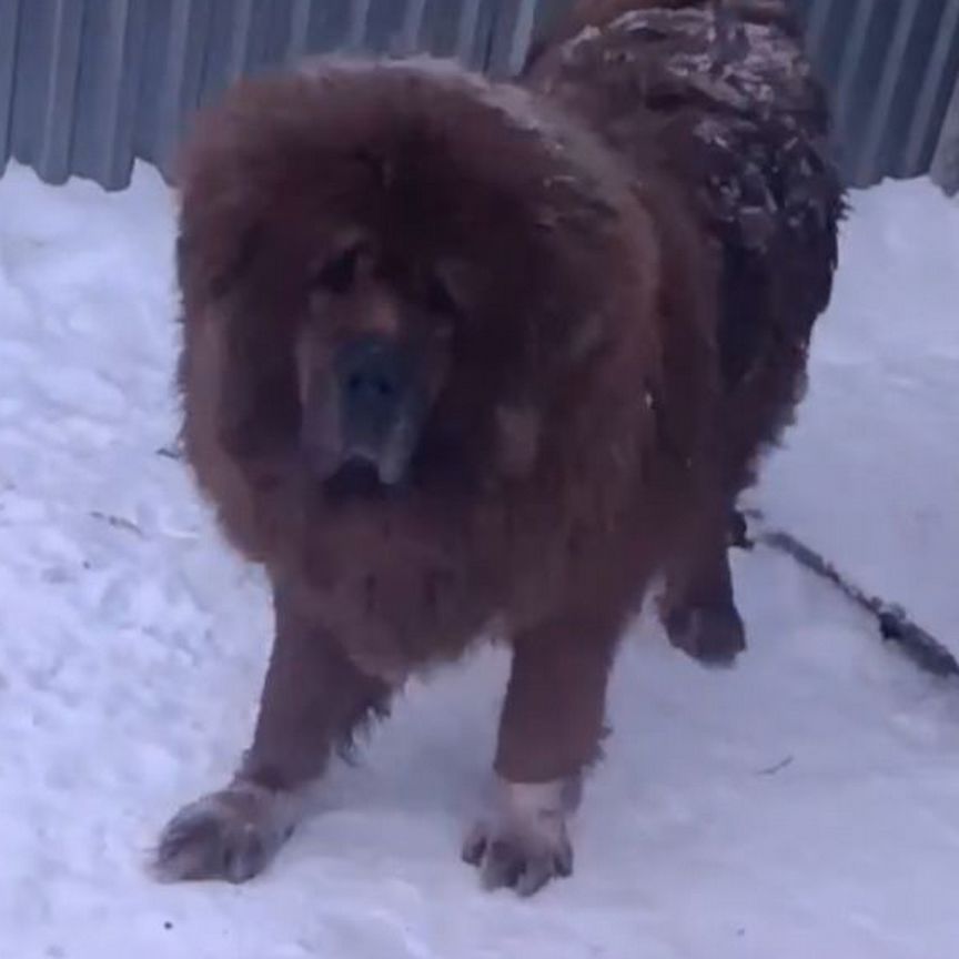 Тибетский мастиф, взрослый пёс