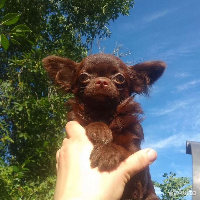 Чихуахуа мини бейби фейс Коби тип шоколадные