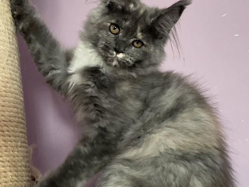 Мейн-кун девочка для разведения