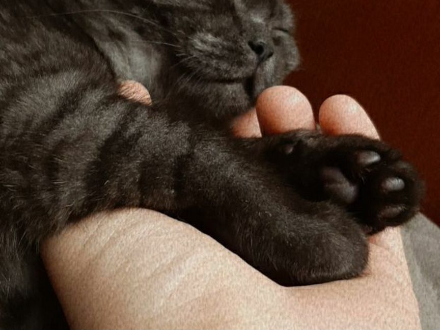 Кошка