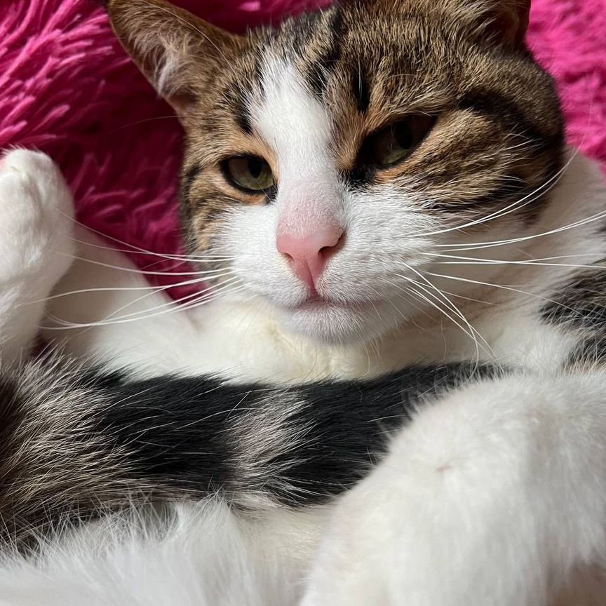 Котята в добрые руки бесплатно