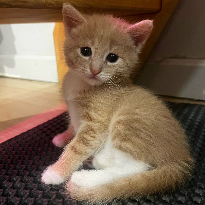 Котёнок в добрые руки