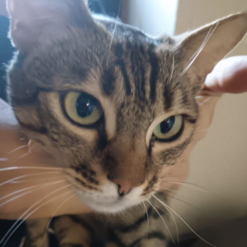 Бенгальская кошка, взрослая