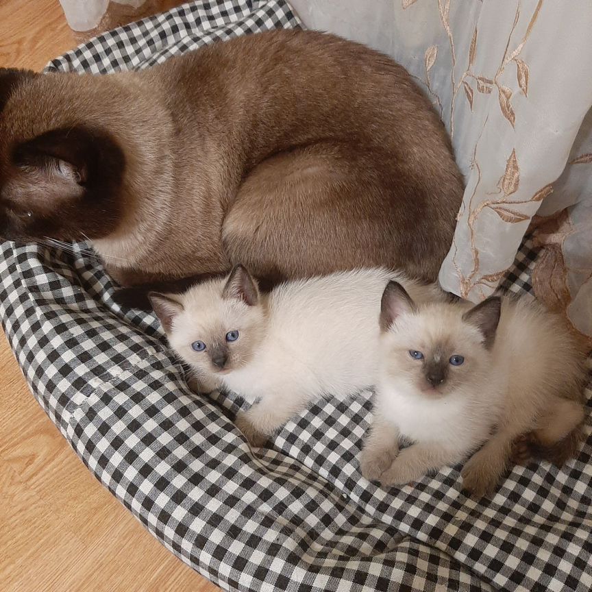 Тайские котята