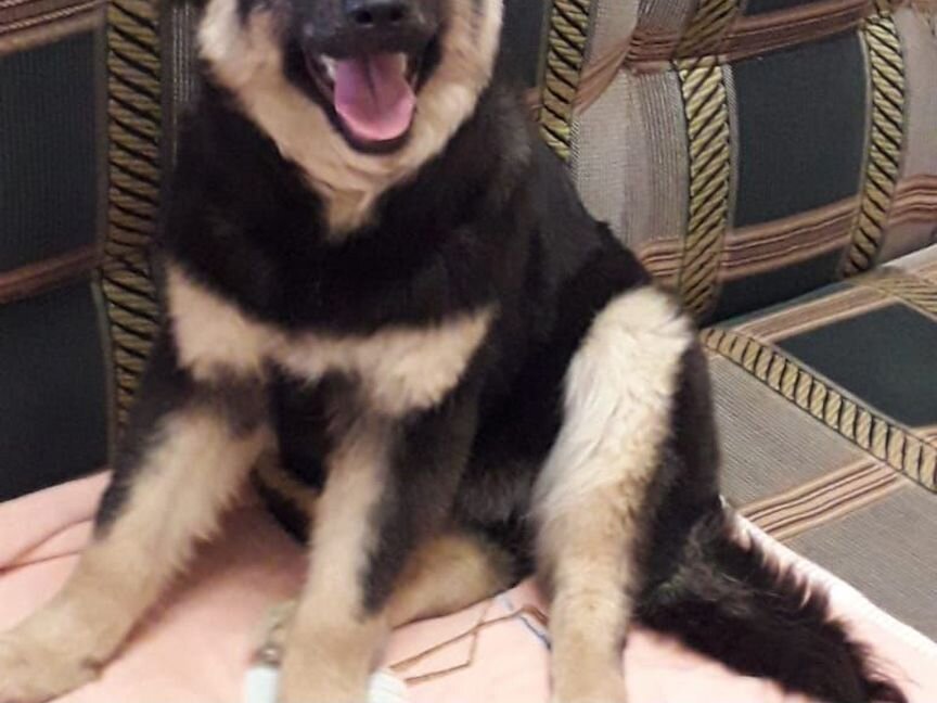 Джессика 4 месяца с прививками с доставкой