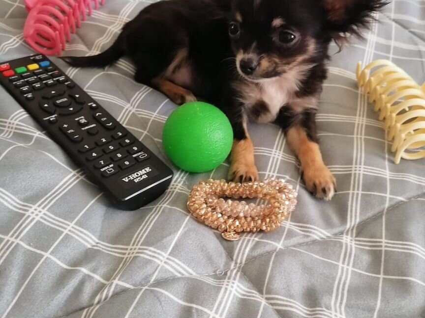 Чихуахуа мини